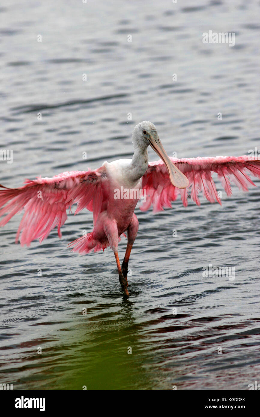 Roseate Spoonbill, Ajaja ajaja Stock Photo - Alamy