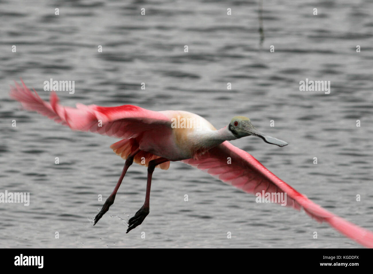 Roseate Spoonbill, Ajaja ajaja Stock Photo - Alamy