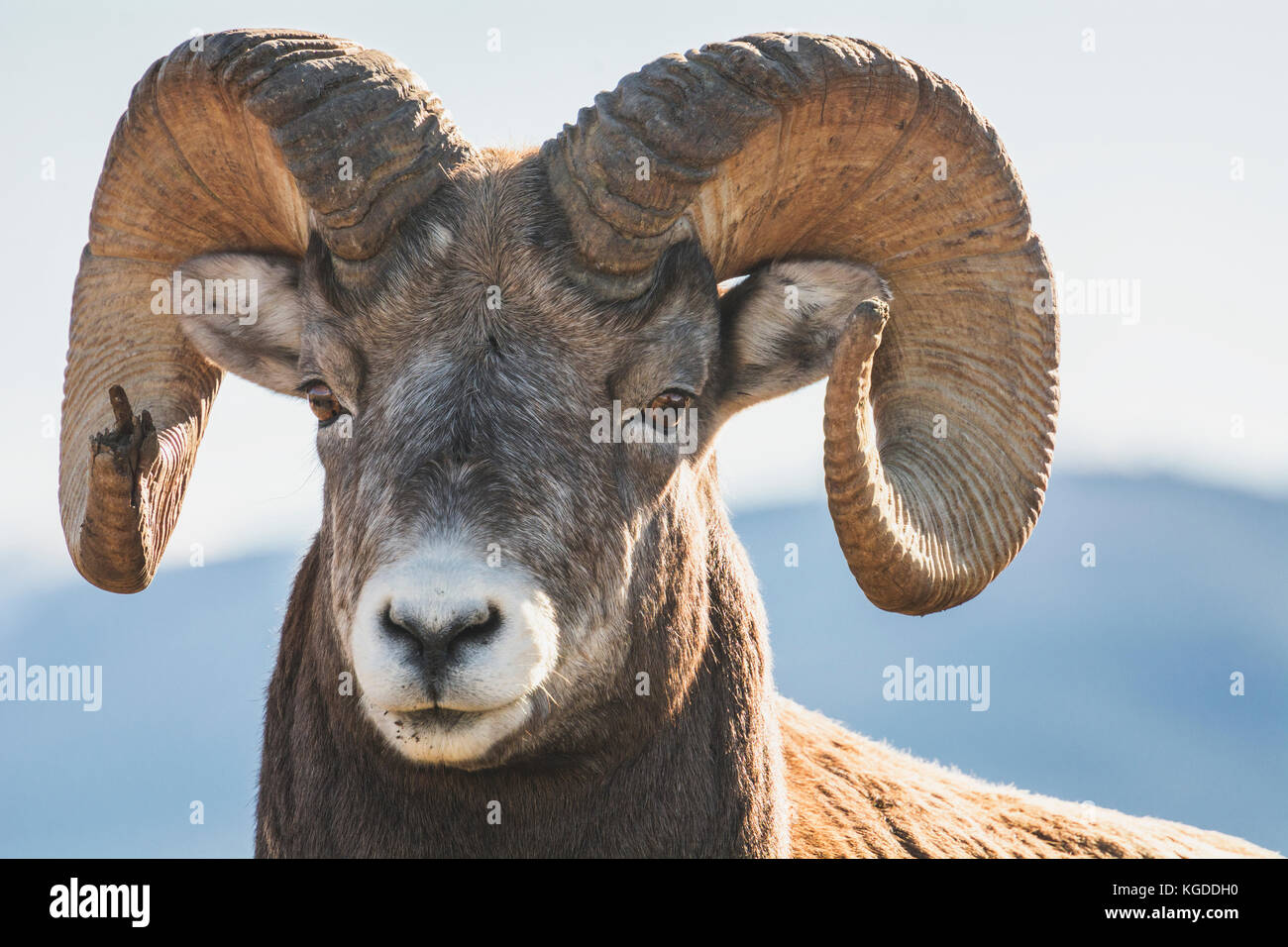 Portrait of a Rocky Mountain Bighorn Sheep Ram (Ovis canadensis) with ...