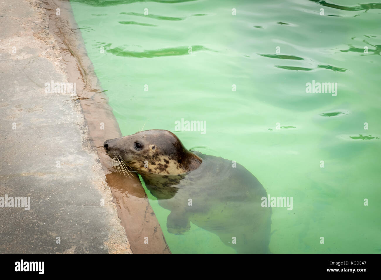 October 2017, a grey seal awaits his lunch at the convalescence pool at ...