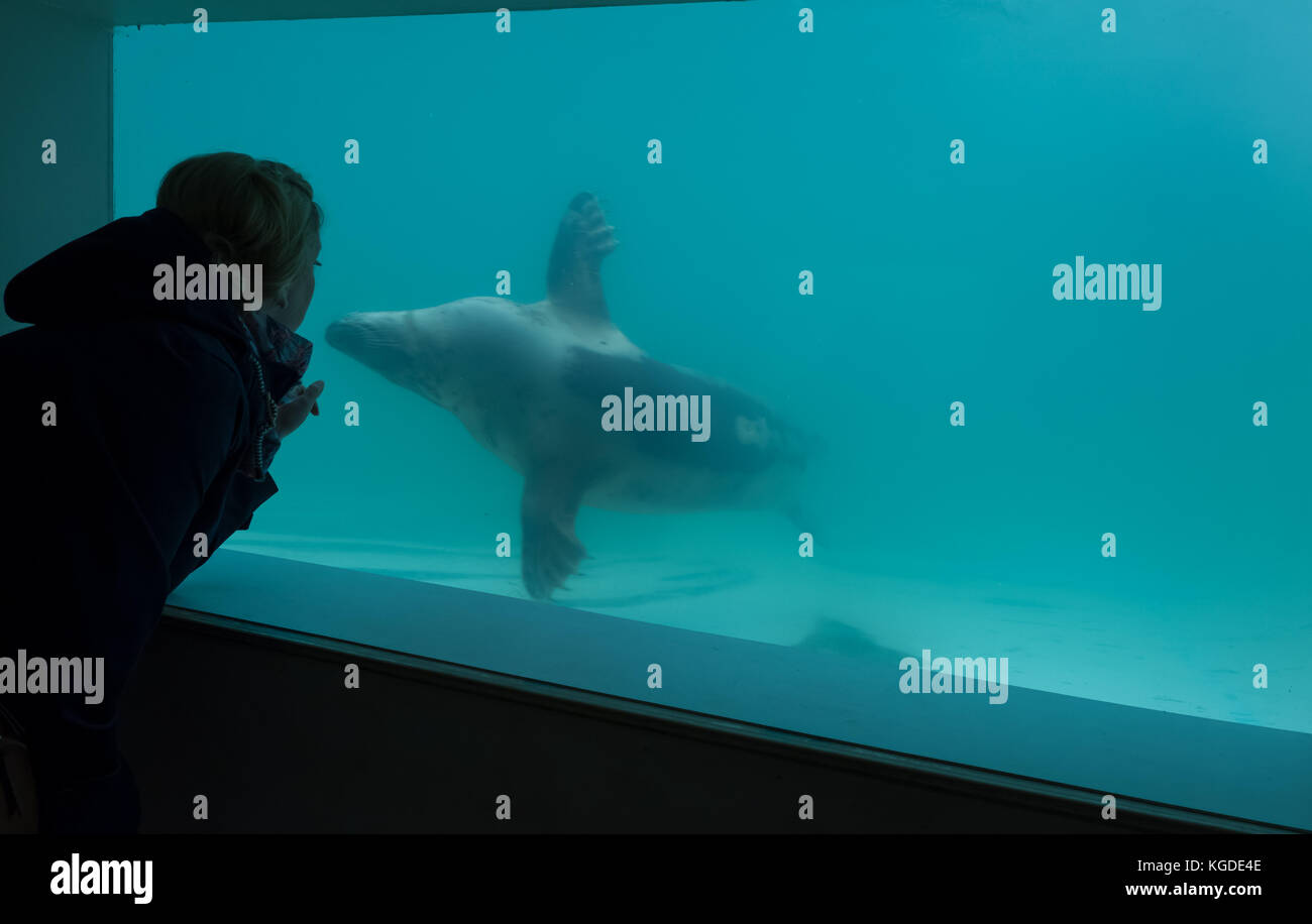October 2017, a playful grey seal swimming at the convalescence pool at ...