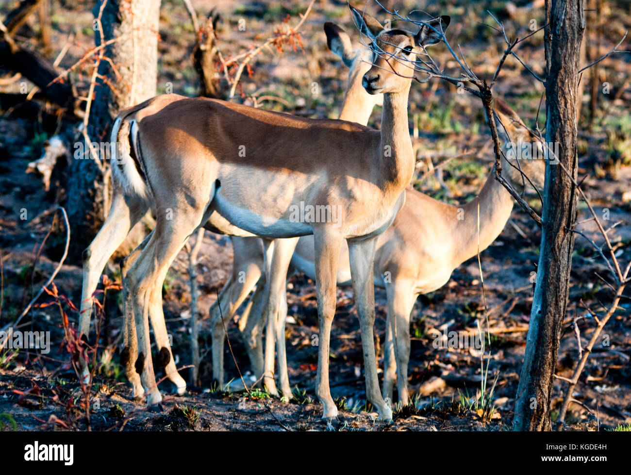 A group of female Impala (Aepyceros melampus) in South Africa Stock ...