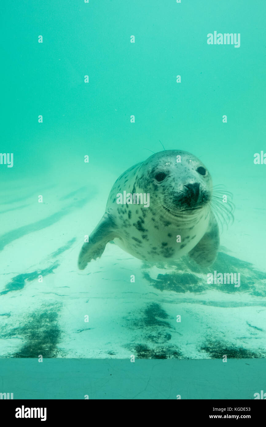 October 2017, a playful grey seal swimming at the convalescence pool at ...