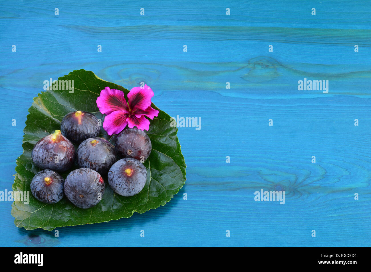 Several ripe blue figs and pink flower on big mulberry leaf over blue ...