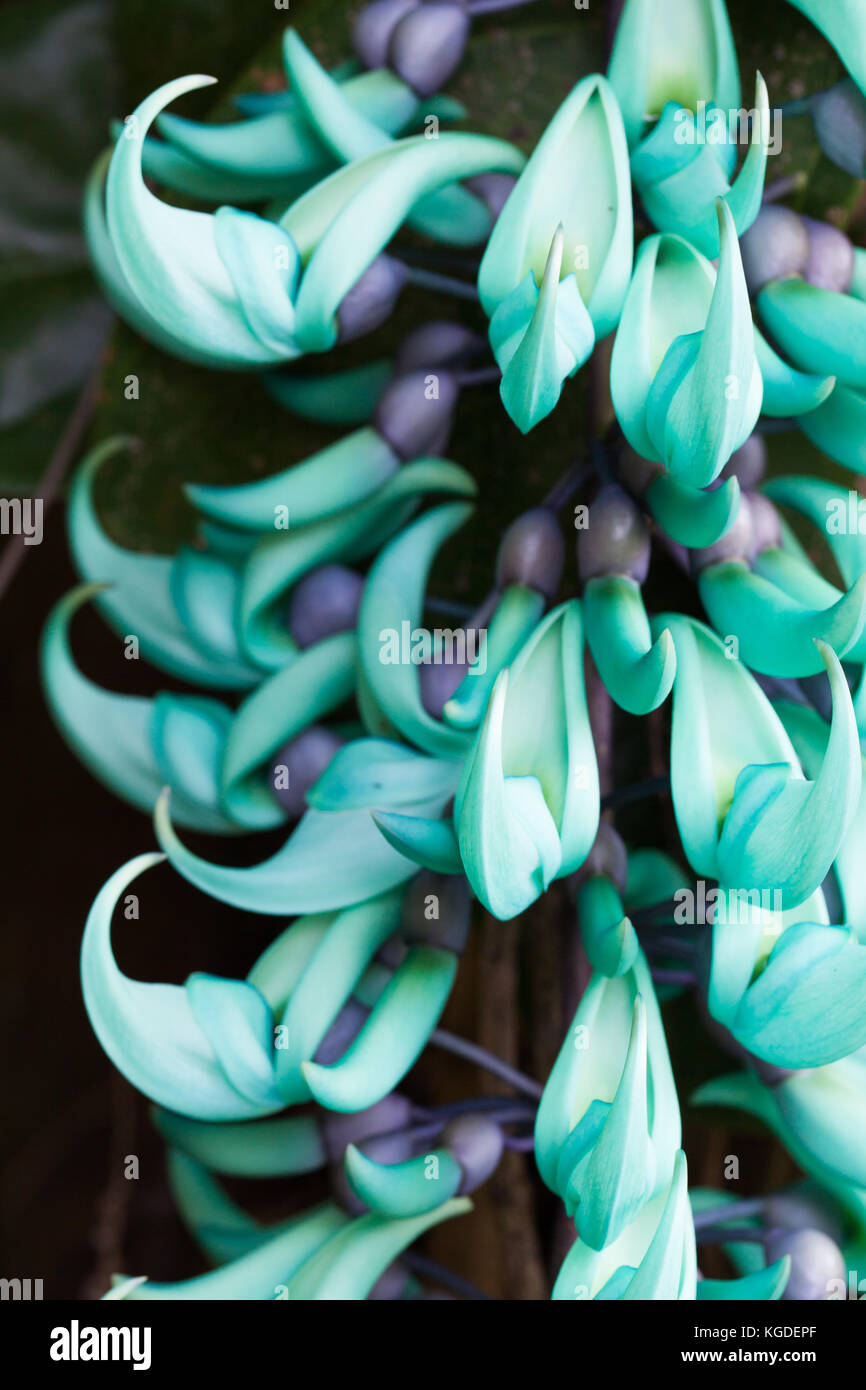 Jade Vine (Strongylodon macrobotrys) in flower (native to the ...
