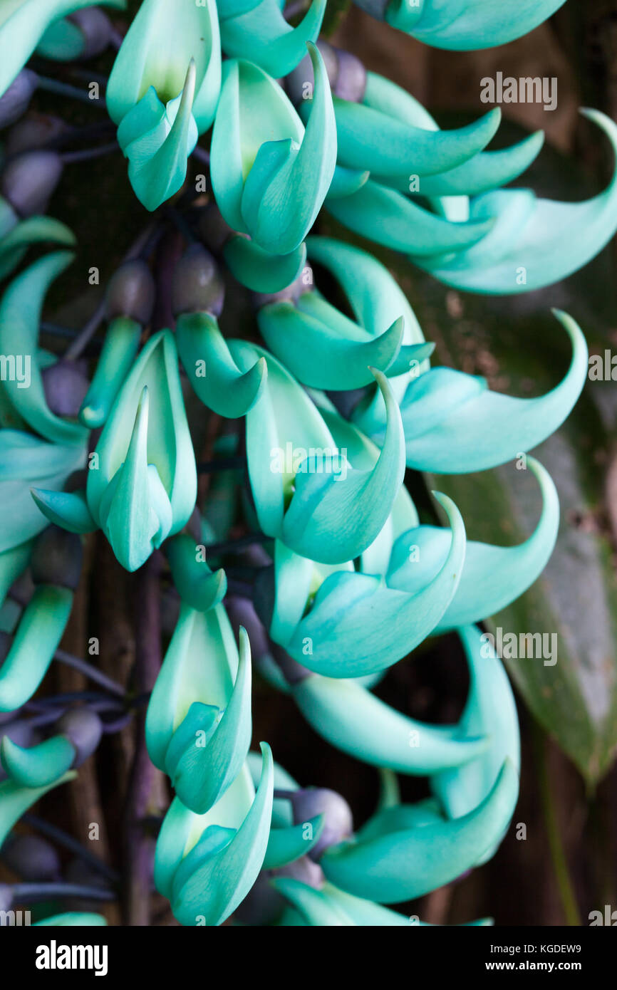 Jade Vine (Strongylodon macrobotrys) in flower (native to the ...
