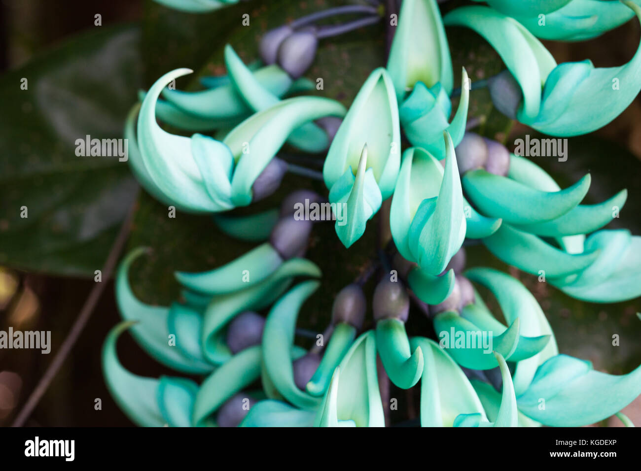 Australian Native Climber High Resolution Stock Photography and Images ...