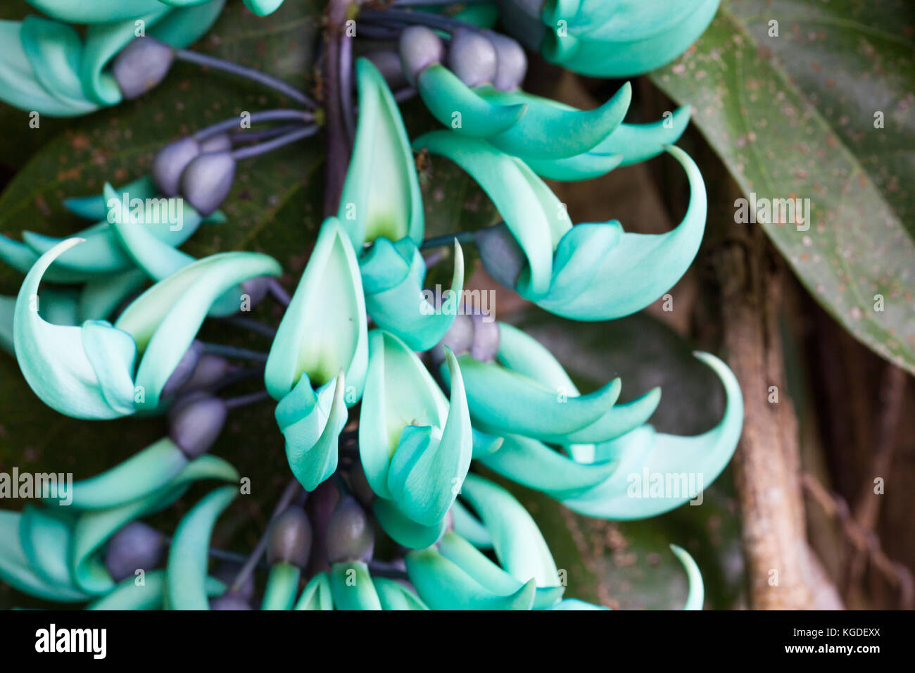 Jade Vine (Strongylodon macrobotrys) in flower (native to the ...