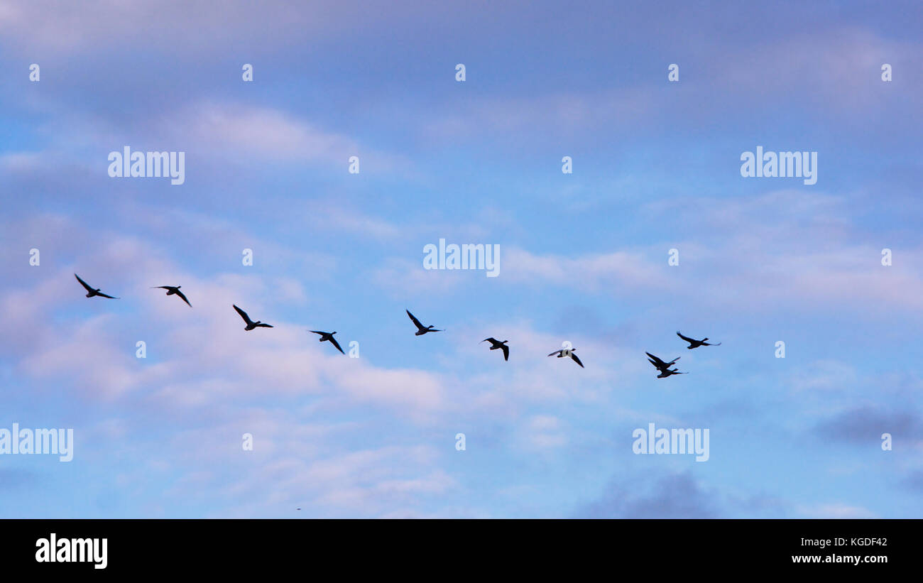 Silhouettes of geese in flight formation against evening sky with ...