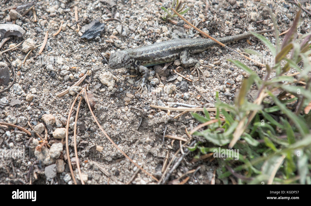 A Sierra Fence Lizard suns itself in Yosemite National Park Stock Photo ...
