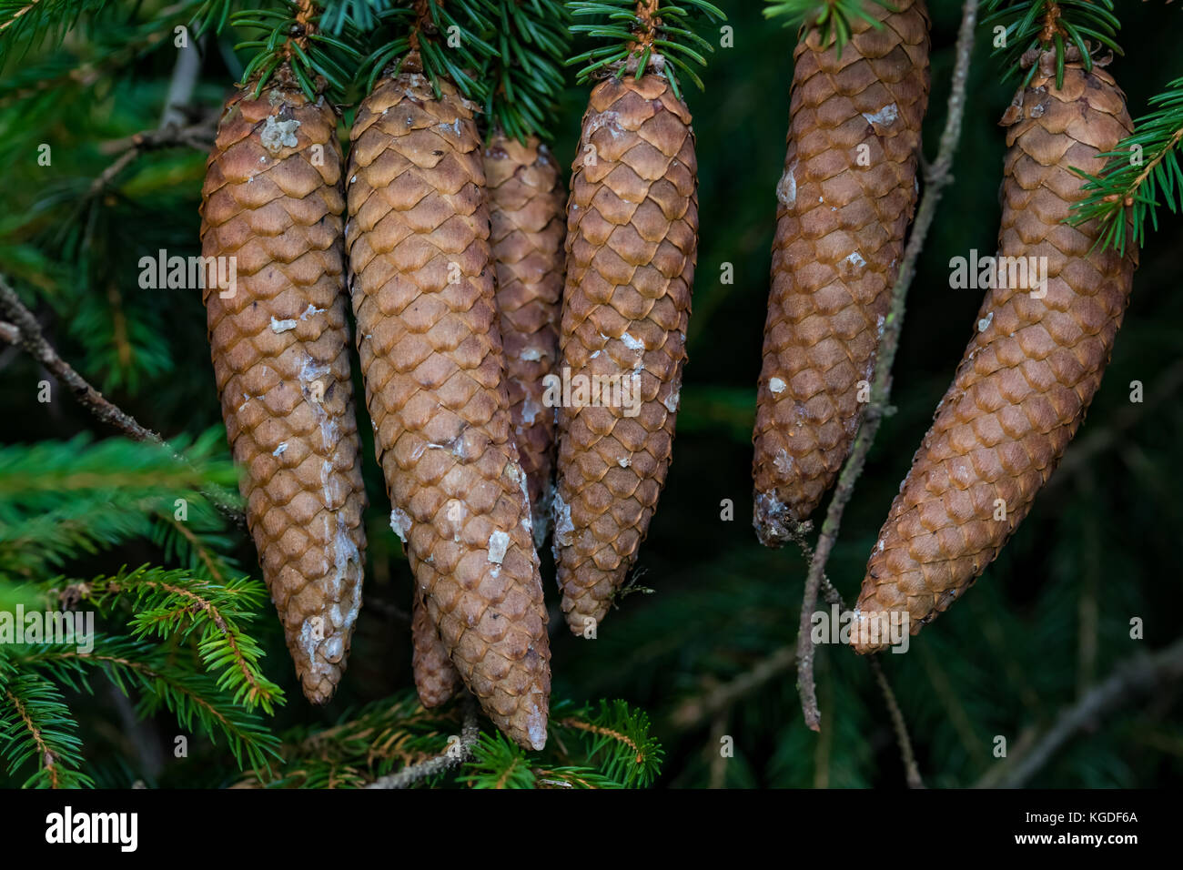 Coniferous tree seed hi-res stock photography and images - Alamy