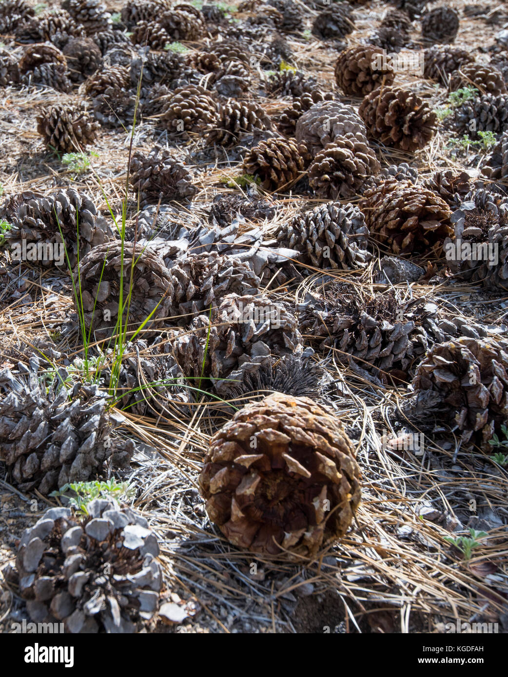 Red fir pinecones in Yosemite National Park Stock Photo - Alamy