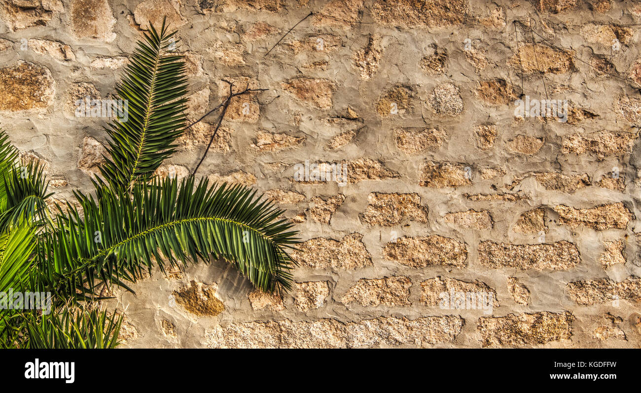 small palm tree and rustic wall in Sardinia, Italy Stock Photo - Alamy
