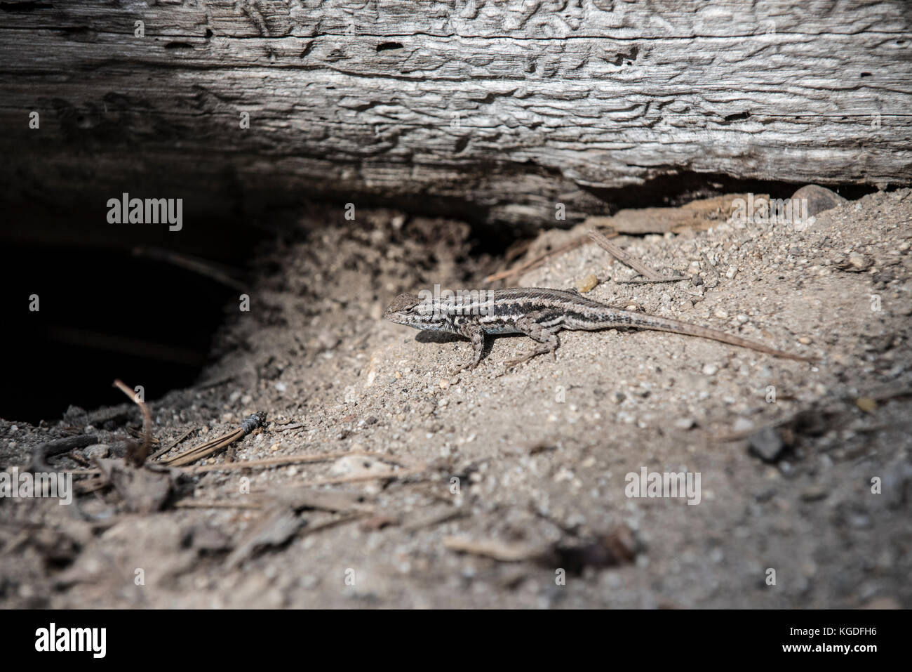A Sierra Fence Lizard suns itself in Yosemite National Park Stock Photo ...