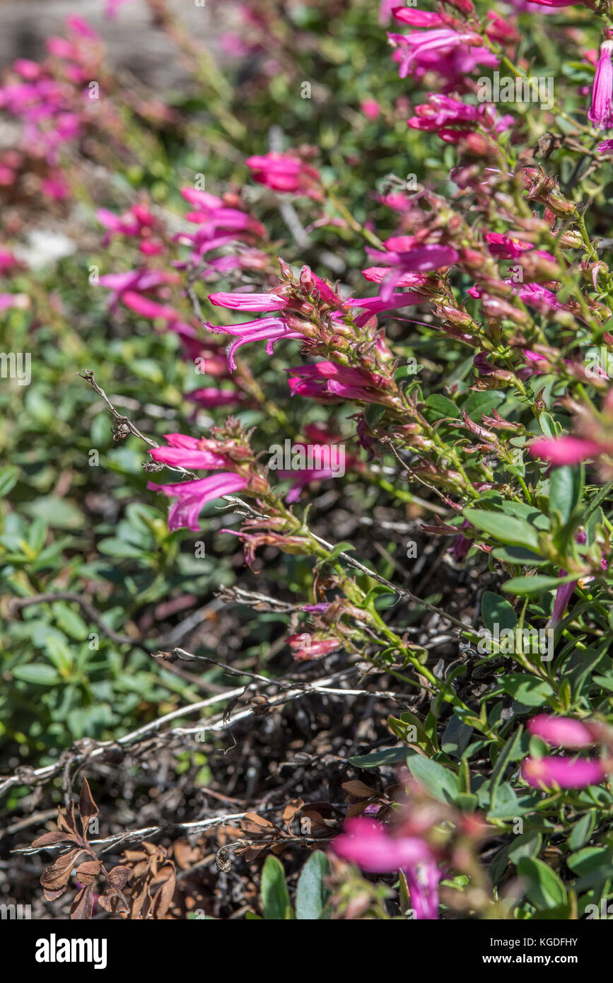 Beautiful Pride of the Mountains wild flowers in Yosemite National Park ...