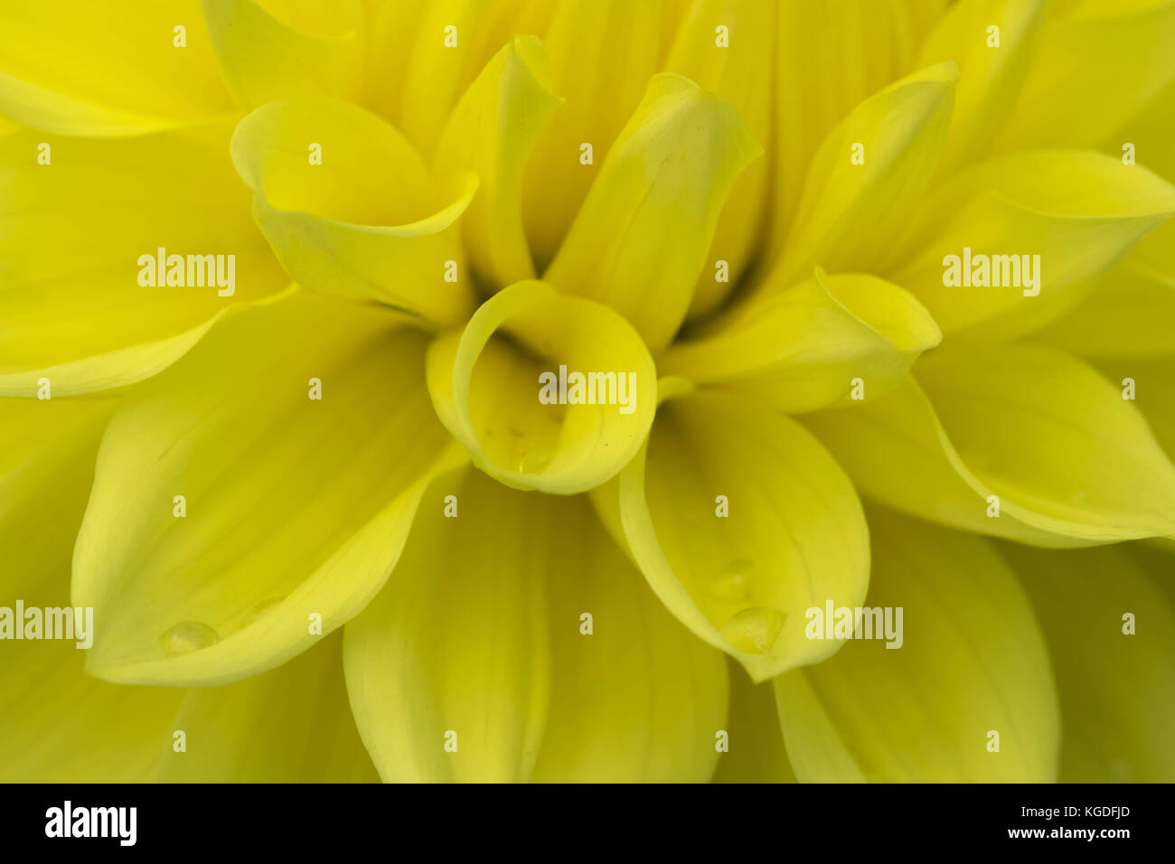 Yellow Dahlia Tropper Dan Flower close up view Stock Photo - Alamy