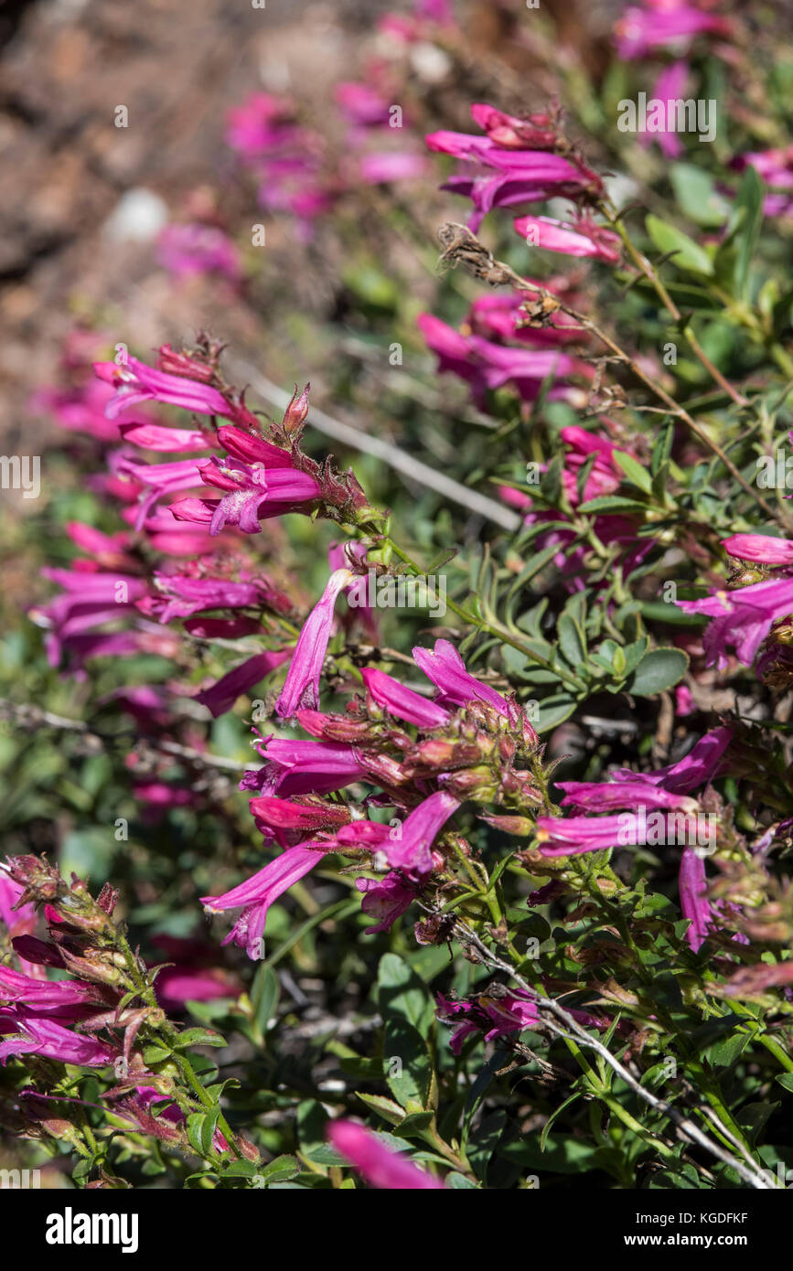 Flowers in the national park hi-res stock photography and images - Alamy