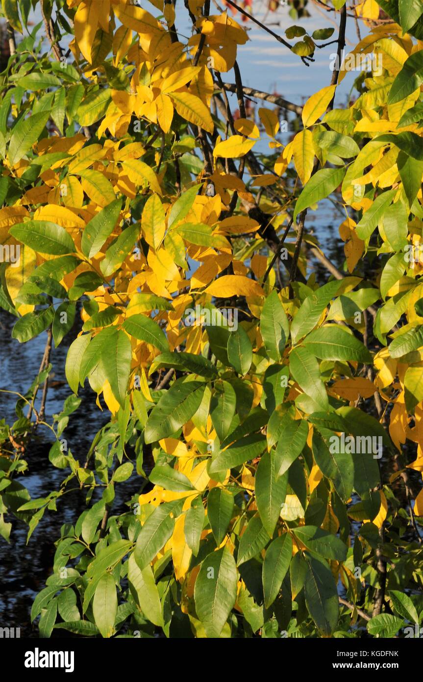 The beautiful autumn leaves turning color late on a fall evening Stock ...