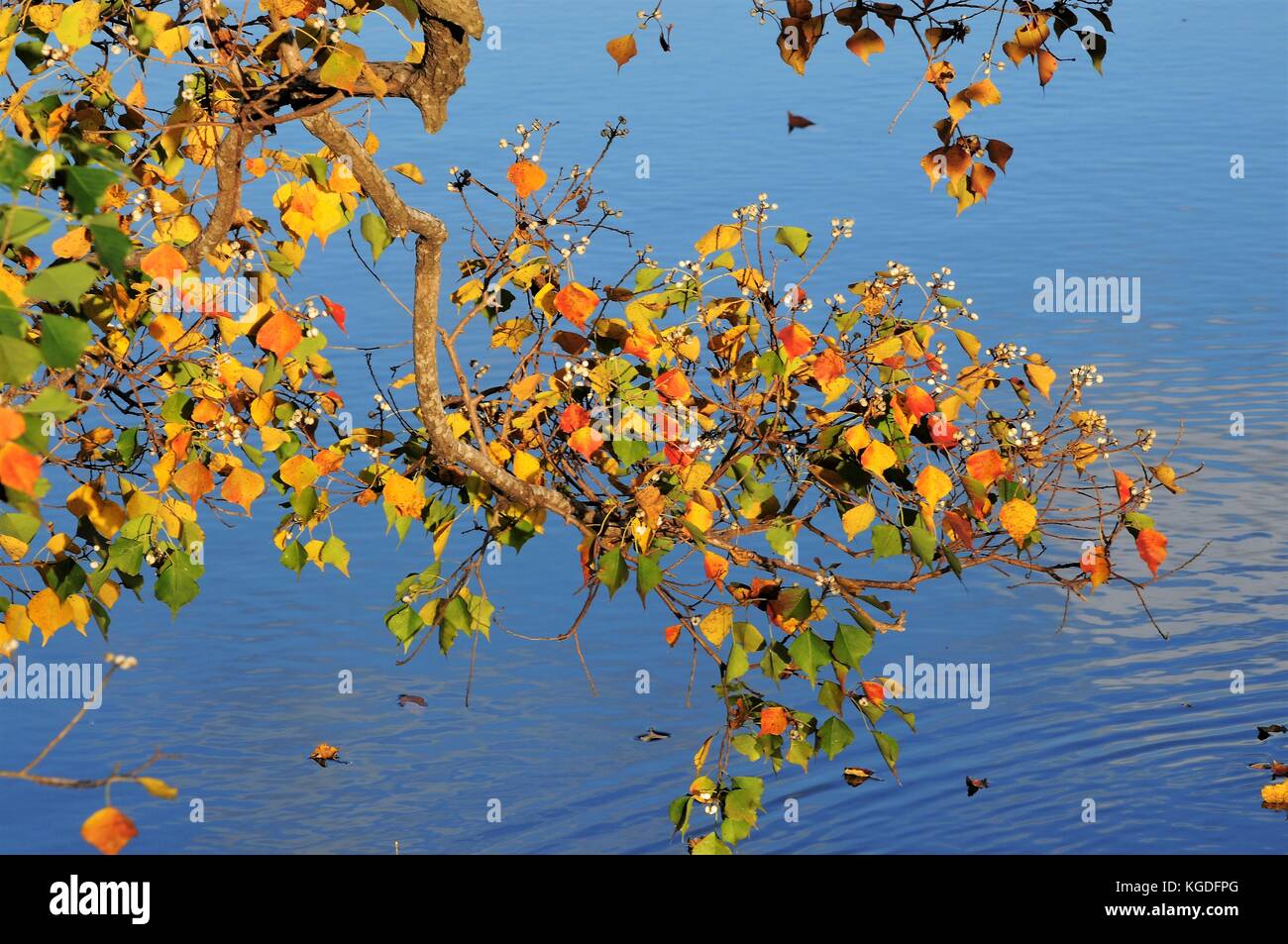 The beautiful colored leaves of autumn on display suspended over Mirror ...