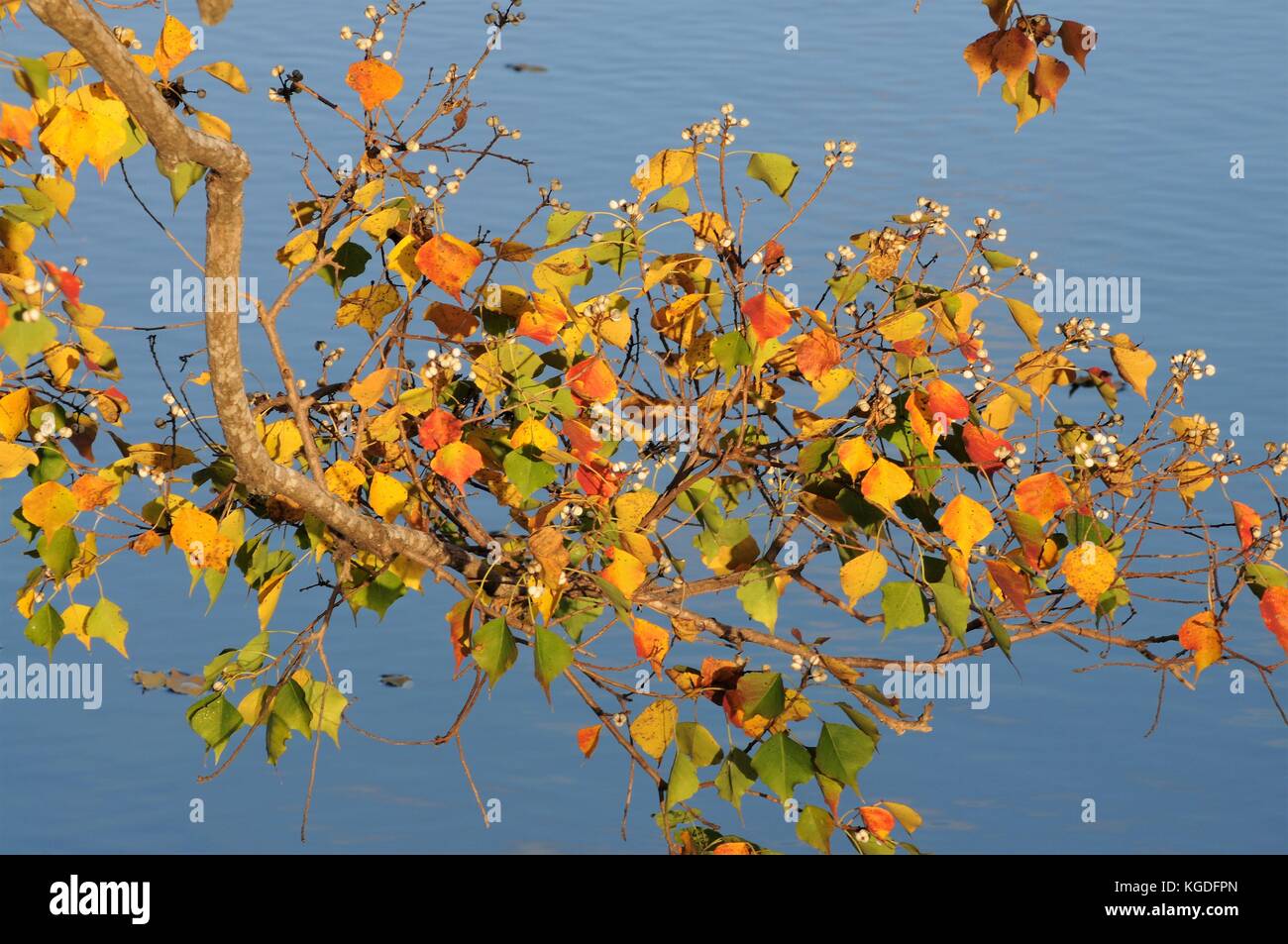 The beautiful colored leaves of autumn on display suspended over Mirror ...