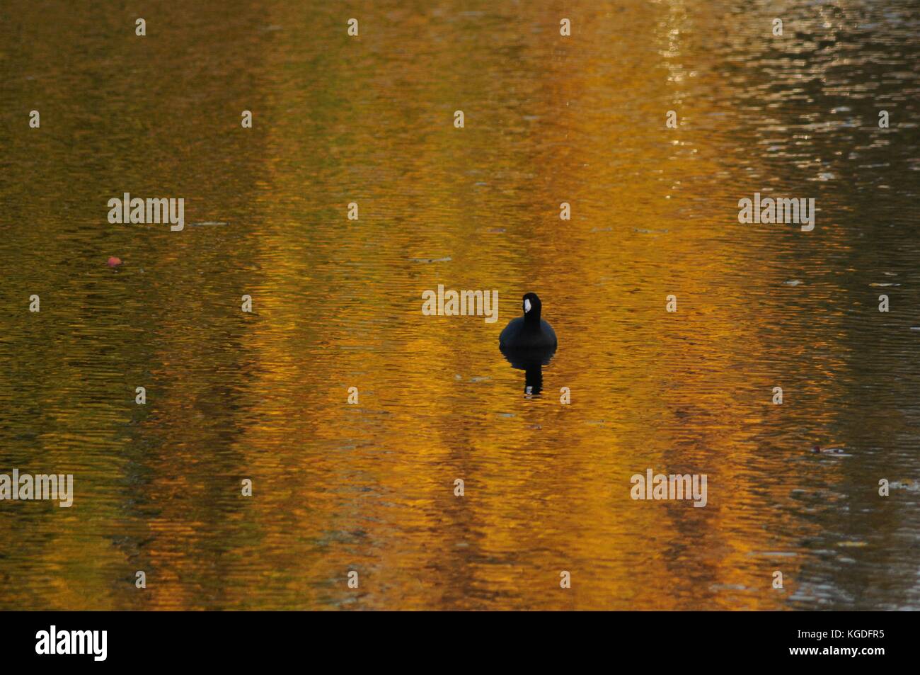 As the last golden rays of sun reflect off the water a lone duck swims ...