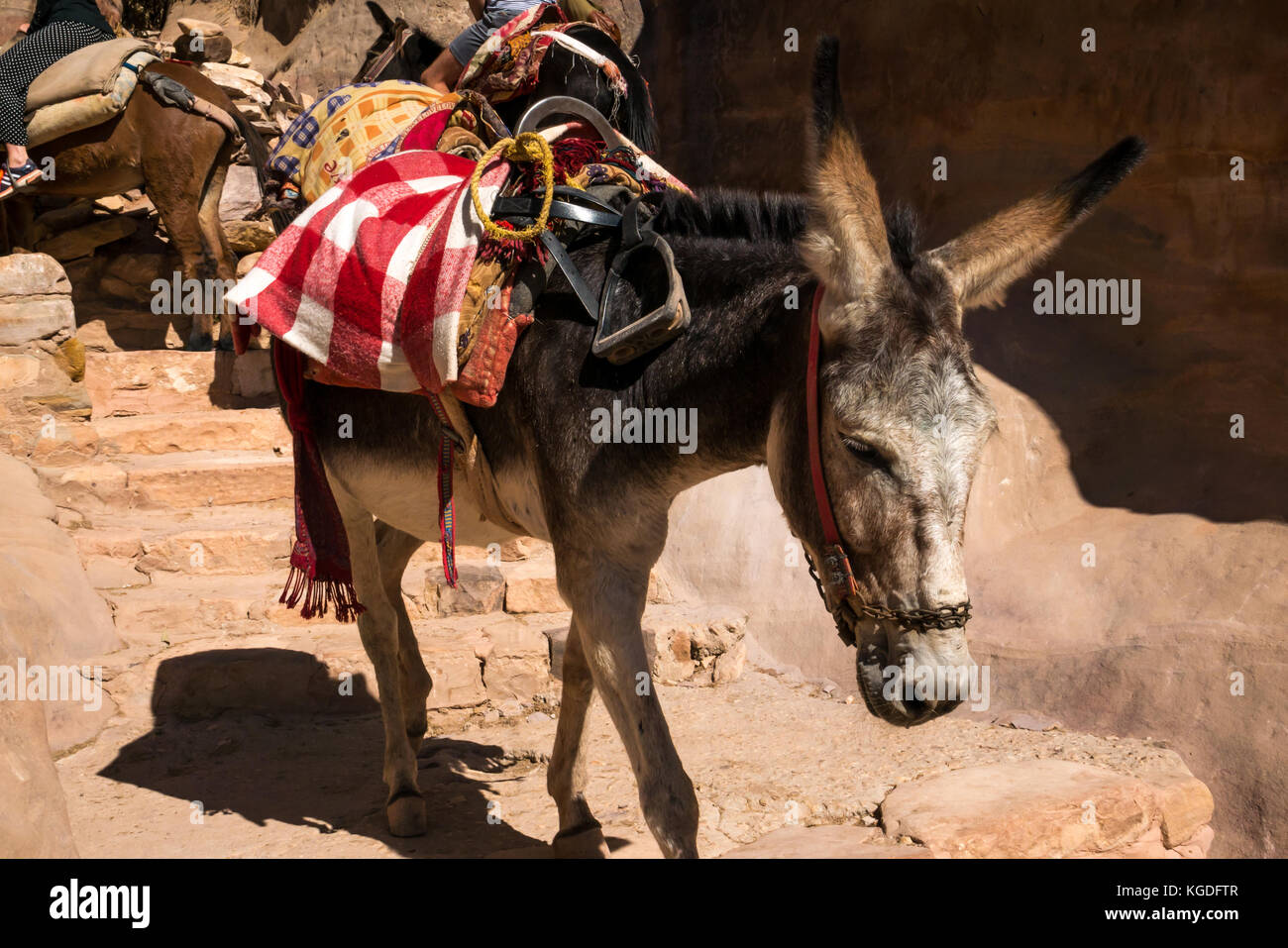 Riderless donkey walking down carved sandstone steps of route to Ad ...