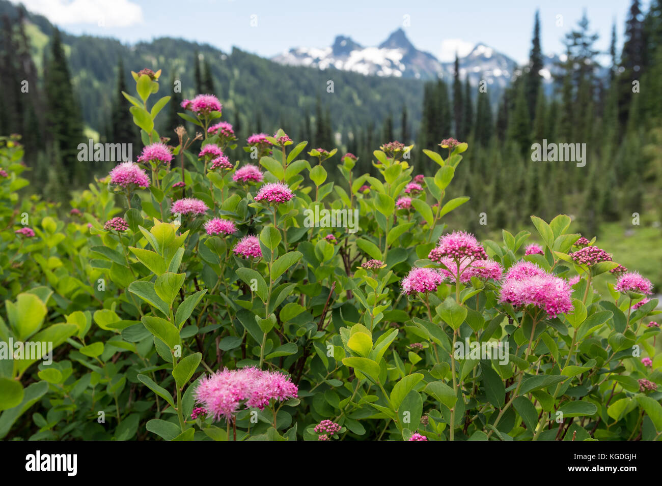 Central washington wildflowers hi-res stock photography and images - Alamy