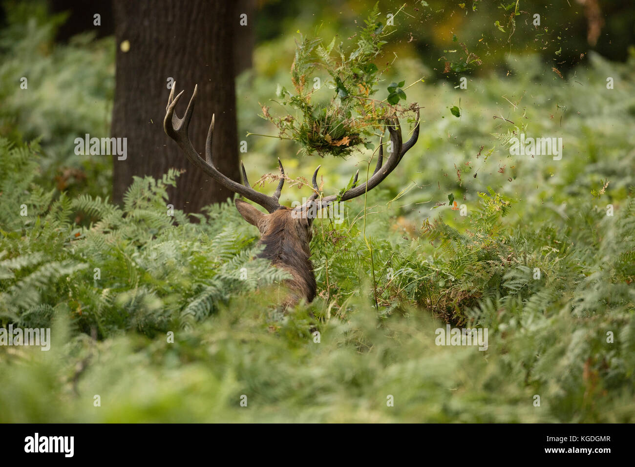 red deer (Cervus elaphus), Stag during rut, thrashing through bracken ...