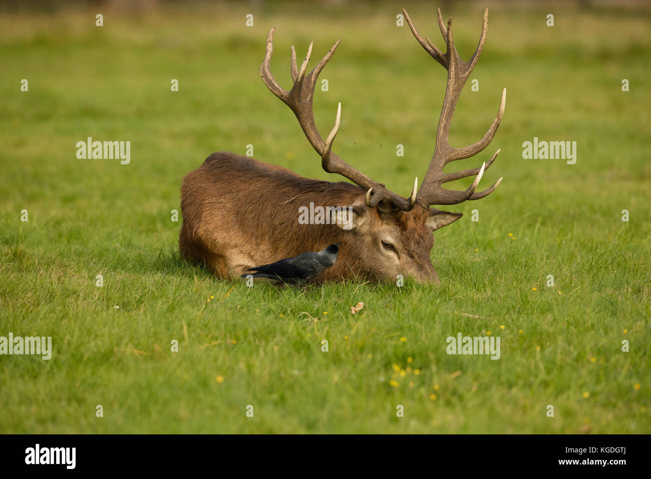 Ticks hi-res stock photography and images - Alamy
