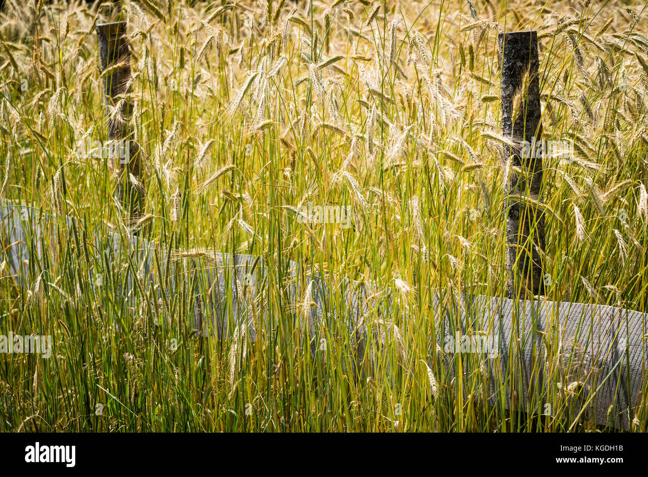 The Ross Farm Museum is a living heritage farm on the South Shore of ...