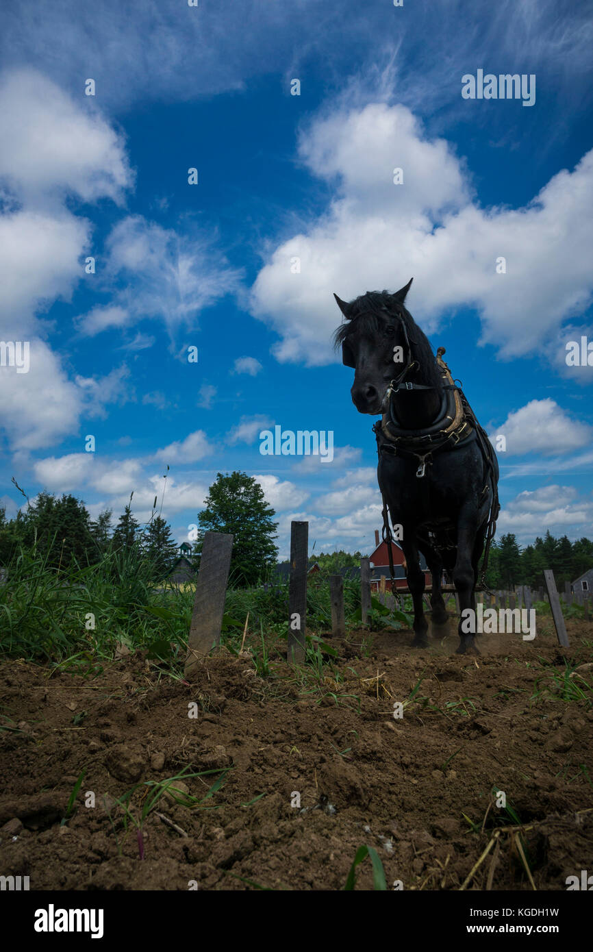 The Ross Farm Museum is a living heritage farm on the South Shore of ...