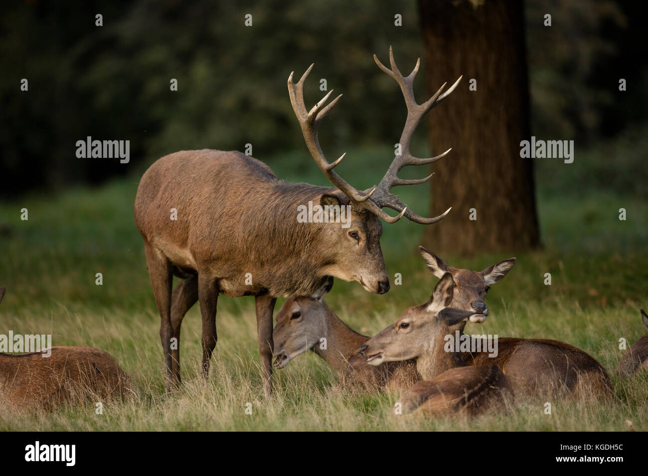 Polygamous family hi-res stock photography and images - Alamy