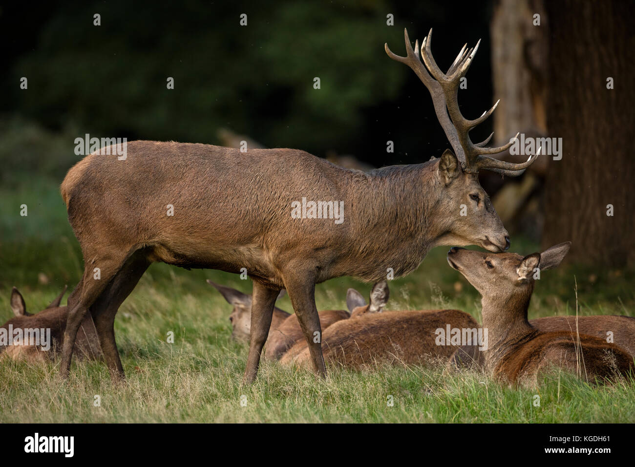 Females during reproduction hi-res stock photography and images - Alamy