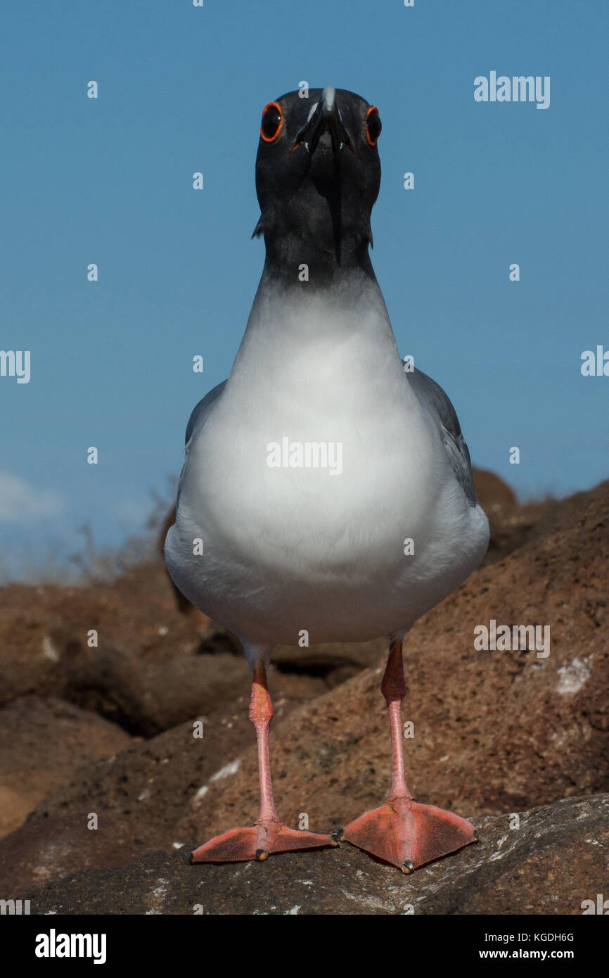swallow-tailed gull (Creagrus furcatus) is the only nocturnal gull ...
