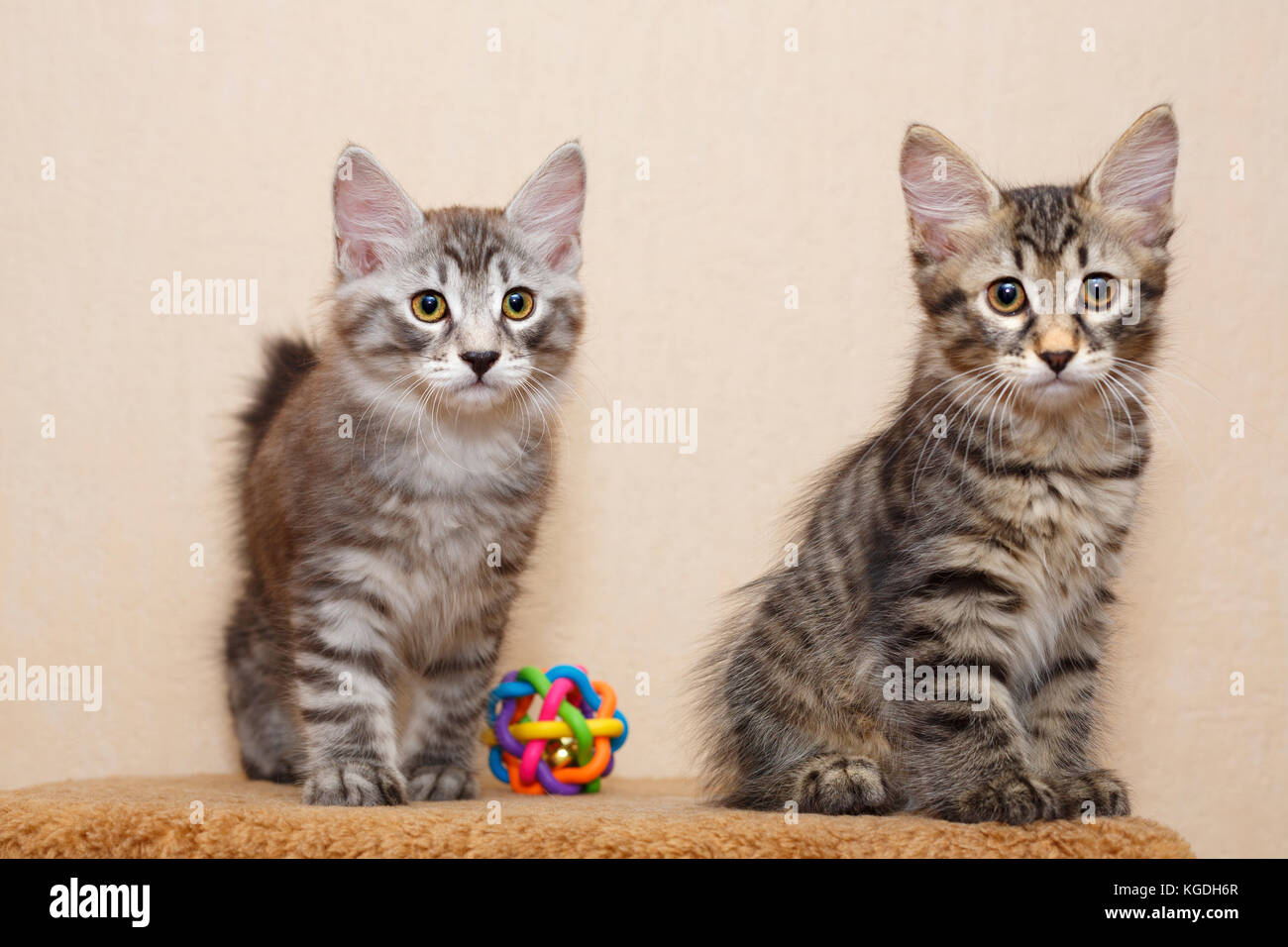 Two cute little kitty bobtail and toy. Pets. Hypoallergenic cat breed ...