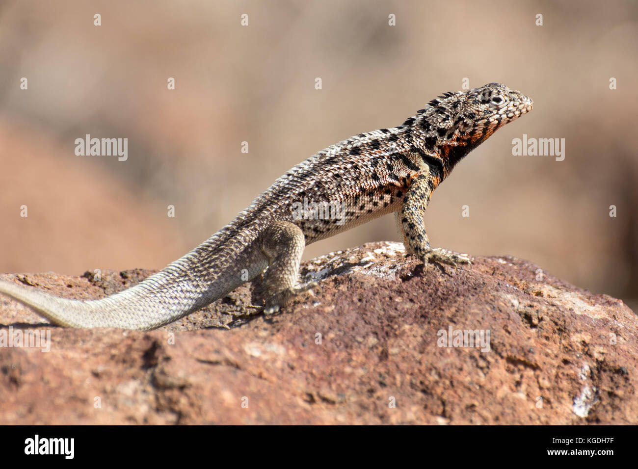 Only in the galapagos hi-res stock photography and images - Alamy