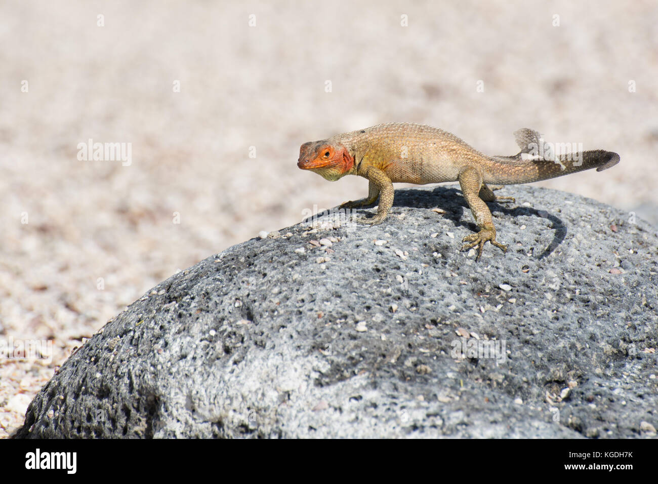 Basking on a lava rock on the galapagos islands hi-res stock ...