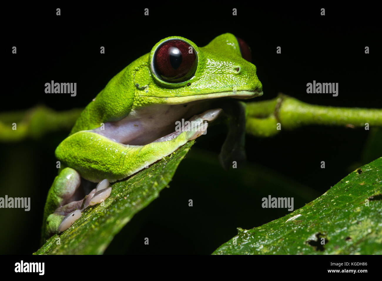 A gliding leaf frog (Agalychnis spurrelli) from the jungle of Ecuador ...