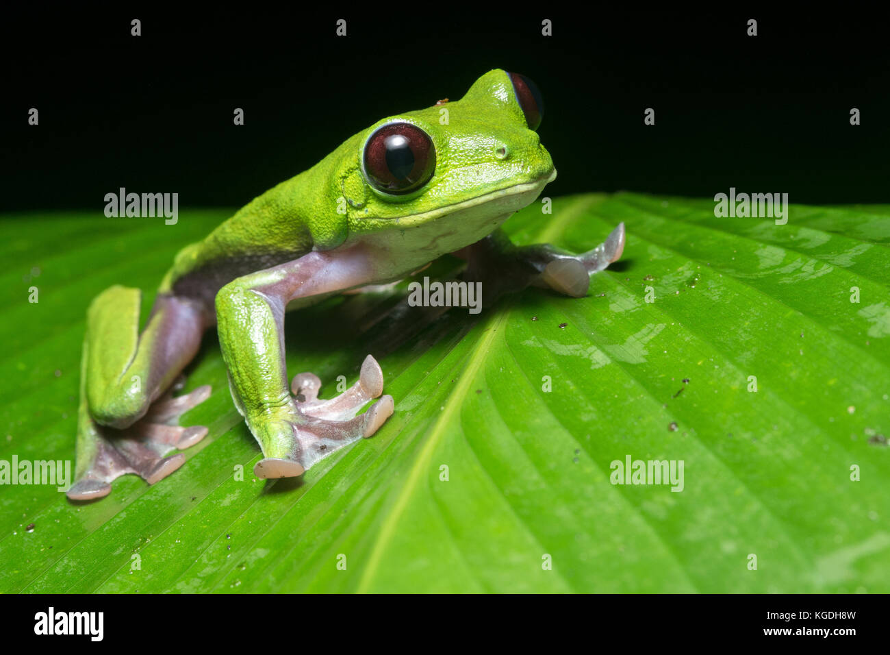 A gliding leaf frog (Agalychnis spurrelli) from the jungle of Ecuador ...