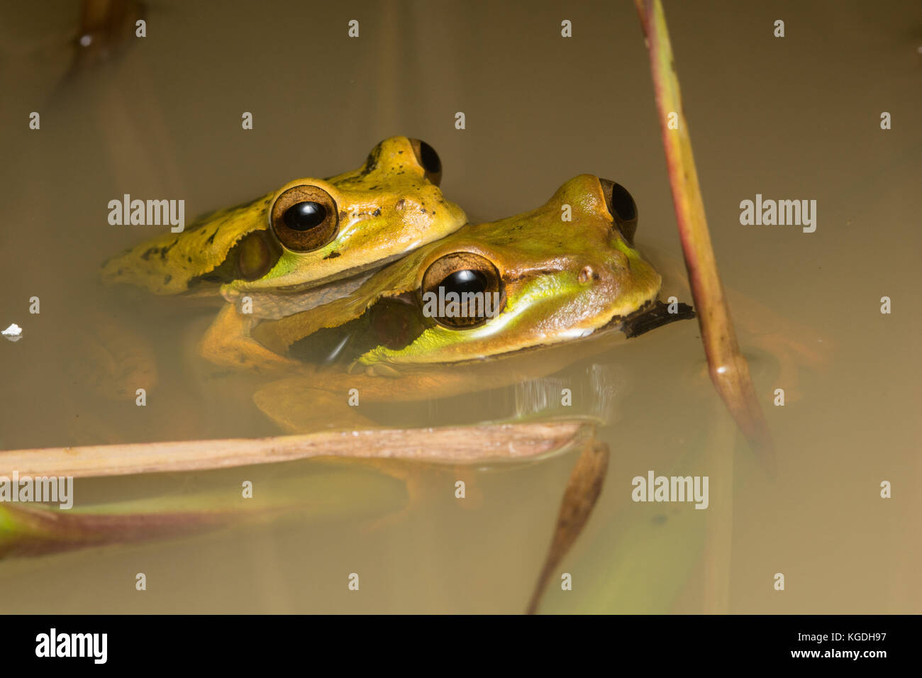a pair of masked tree frogs (Smilisca phaeota) in amplexus and ...