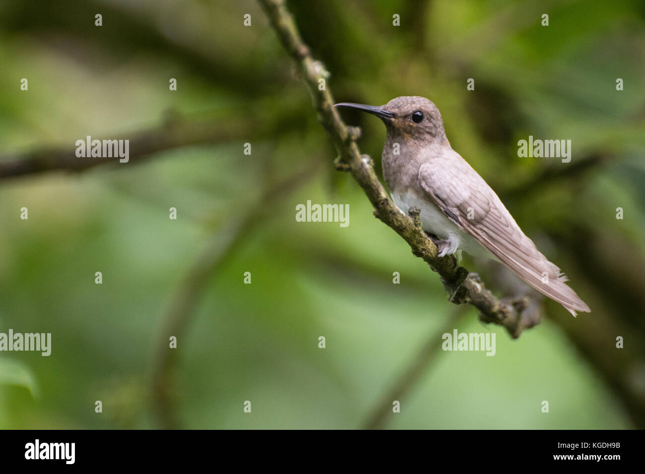 Leucistic Hummingbird