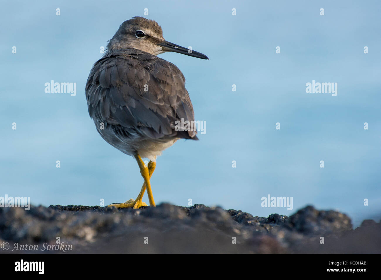 A small shore bird called the wandering tattler which migrates from the ...