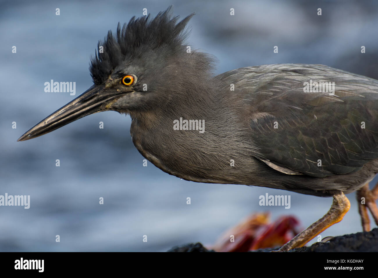 A lava heron (Butorides sundevalli) flares its crest feathers for a ...