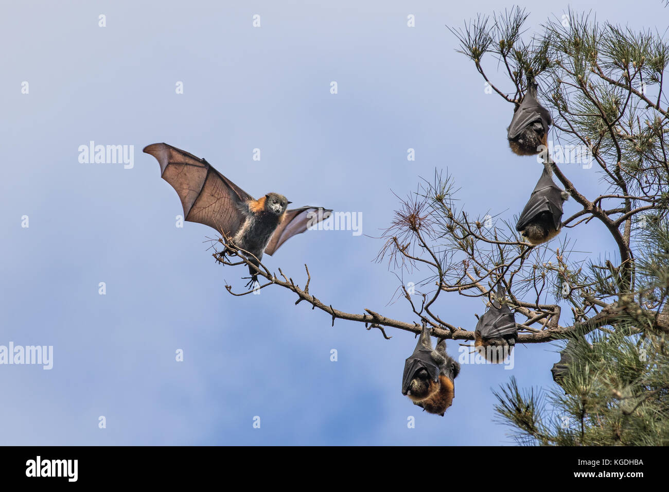 Flight of the bat Stock Photo - Alamy