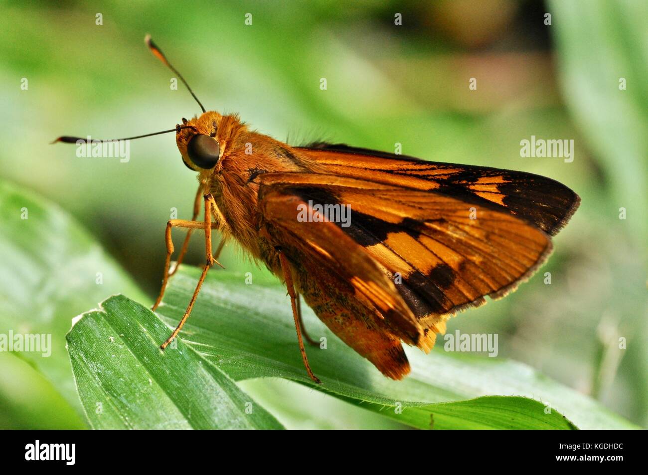 Orange palm dart butterfly hi-res stock photography and images - Alamy