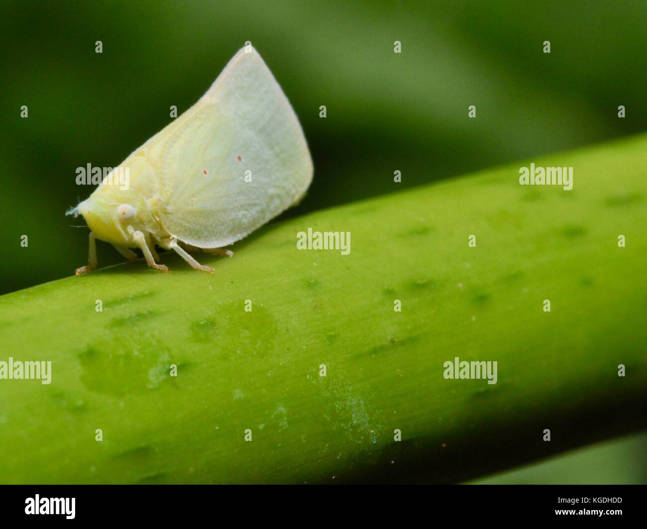 White insect pest on vegetables, Townsville, Queensland, Australia ...