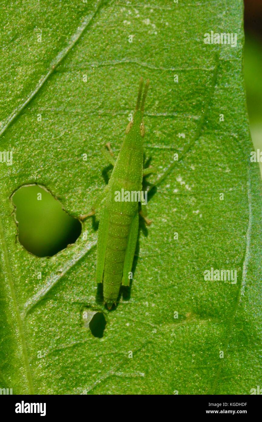 Atractomorpha hi-res stock photography and images - Alamy