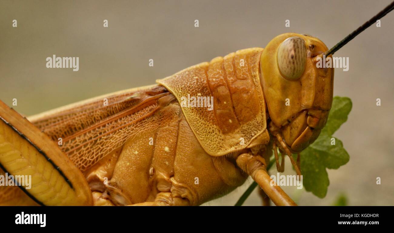 Giant grasshopper (Valanga irregularis), Ross River, Townsville, QLD ...