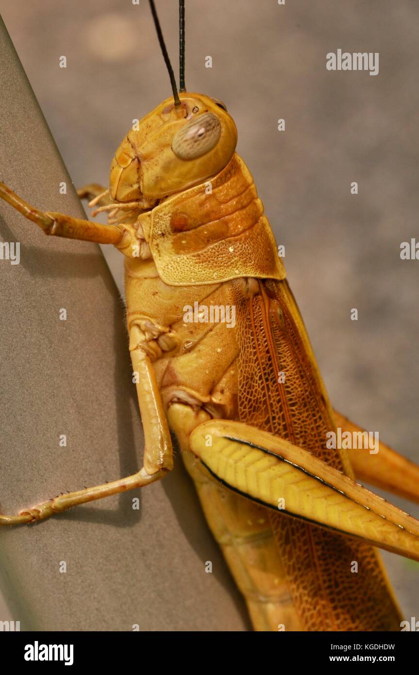 Giant grasshopper (Valanga irregularis), Ross River, Townsville, QLD ...
