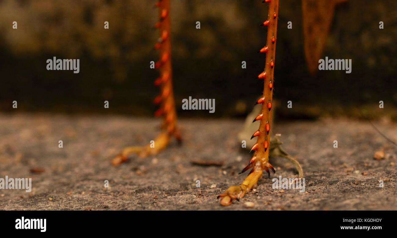 Giant grasshopper (Valanga irregularis), Ross River, Townsville, QLD ...